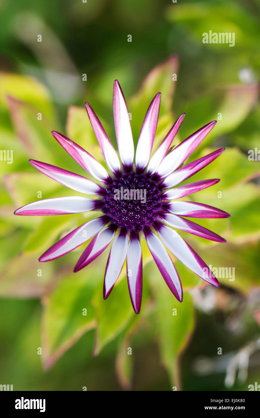 Close up view of a beautiful african daisy flower Stock Photo - Alamy