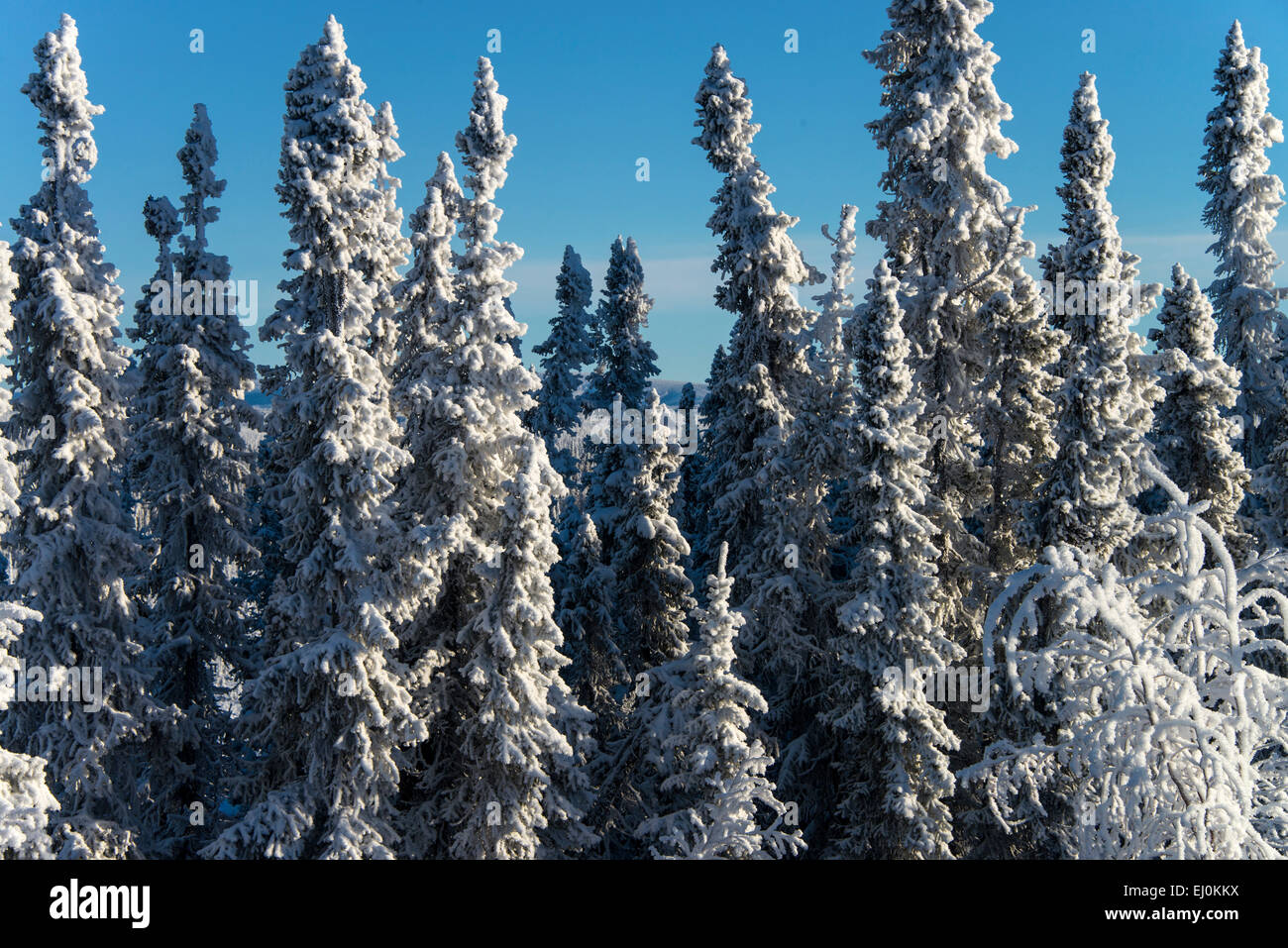 Alaska trees hi-res stock photography and images - Alamy