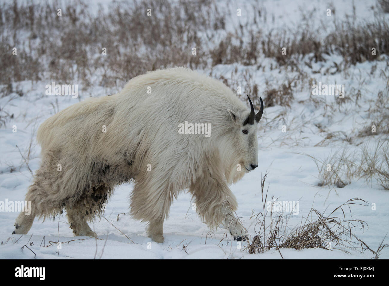 Mountain goat animal snow winter canada white hi-res stock photography ...