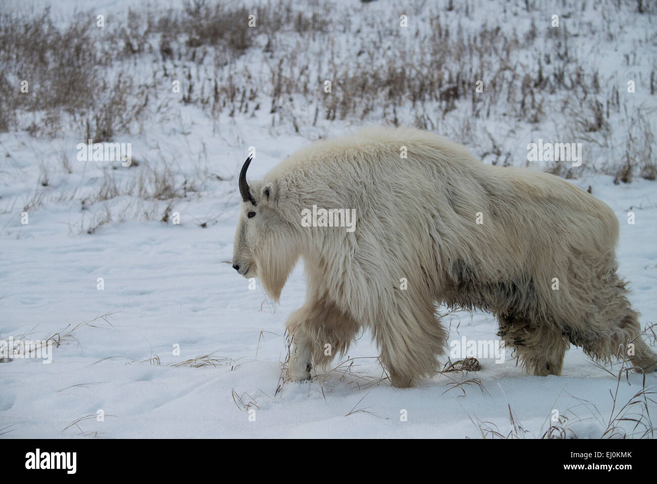 Mountain goat animal snow winter canada white hi-res stock photography ...