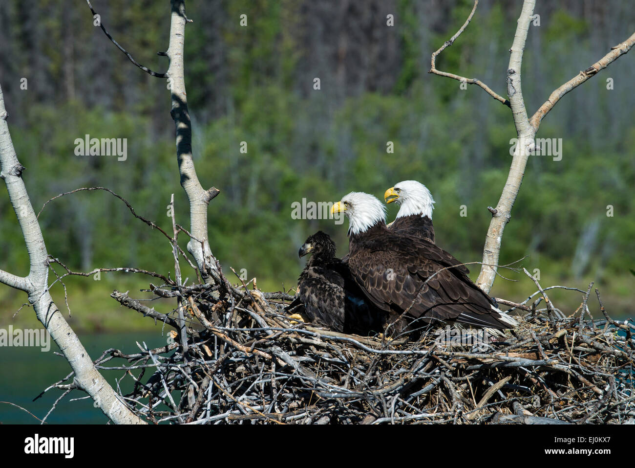 bald eagle, Haliaeetus leucocephalus, nesting, Yukon, Canada, eagle, bird, young Stock Photo - Alamy