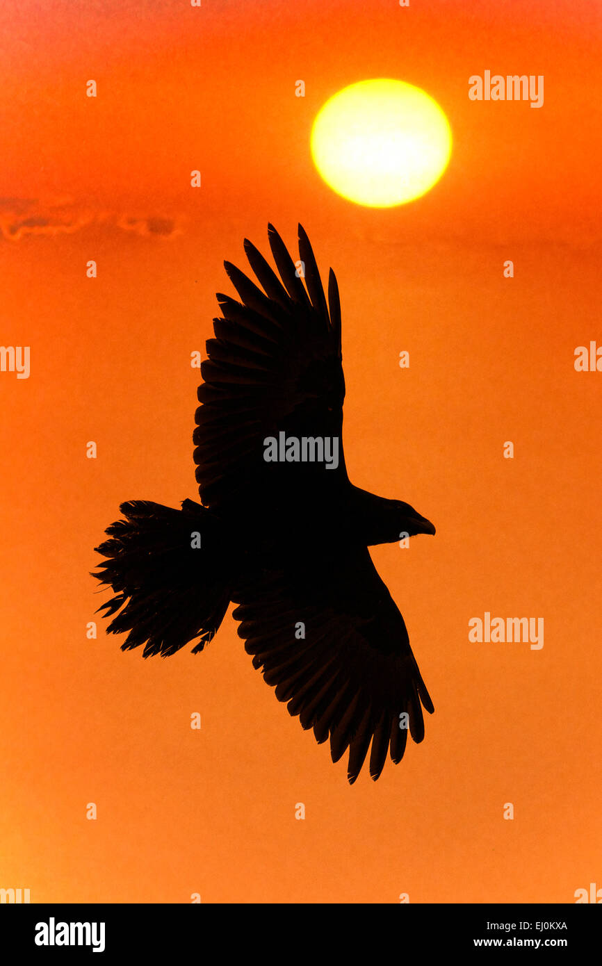 raven, flying, silhouette, sky, sunset, orange, bird, concepts Stock ...