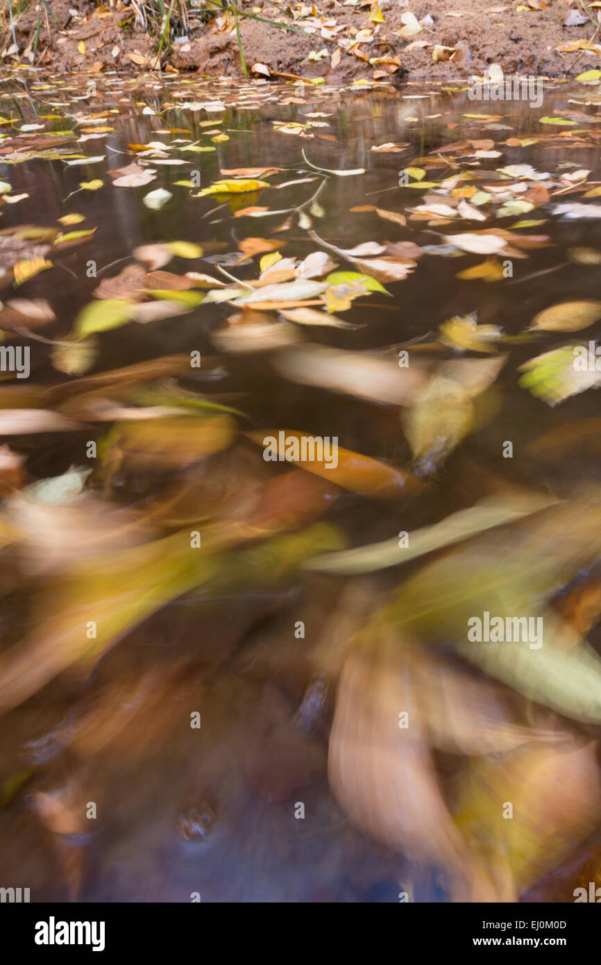 autumn leaves floating down stream on a small creek Stock Photo - Alamy