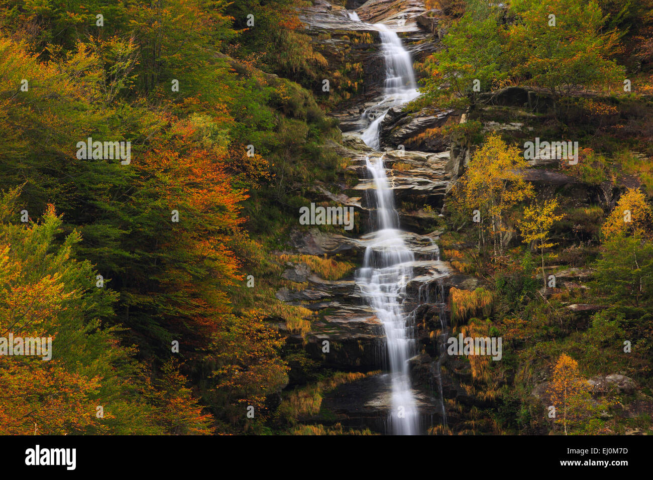 Creek, stream course, tree, movement, beech, beech forest, trees, cliff ...