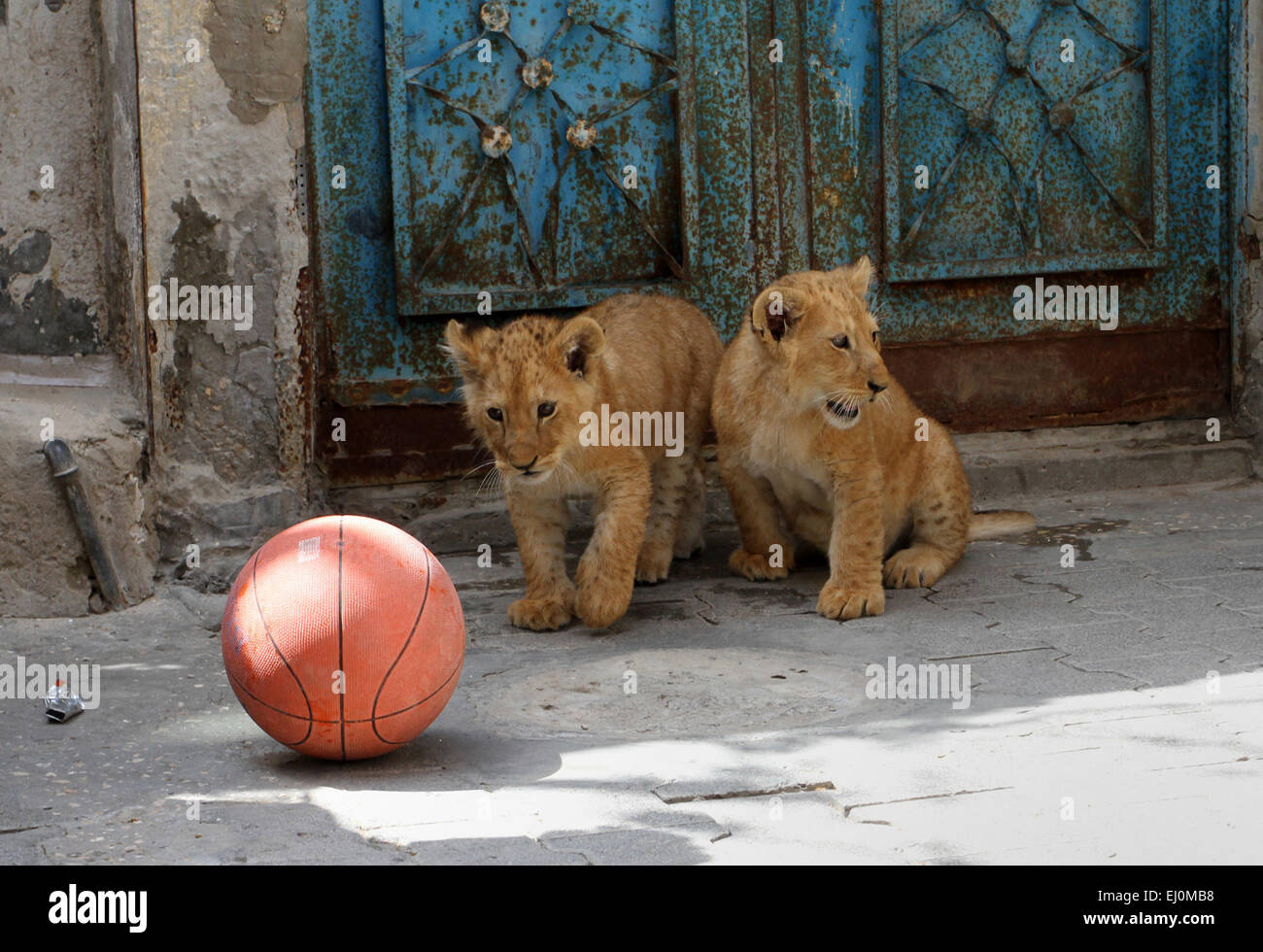Lion cub and parents hi-res stock photography and images - Alamy