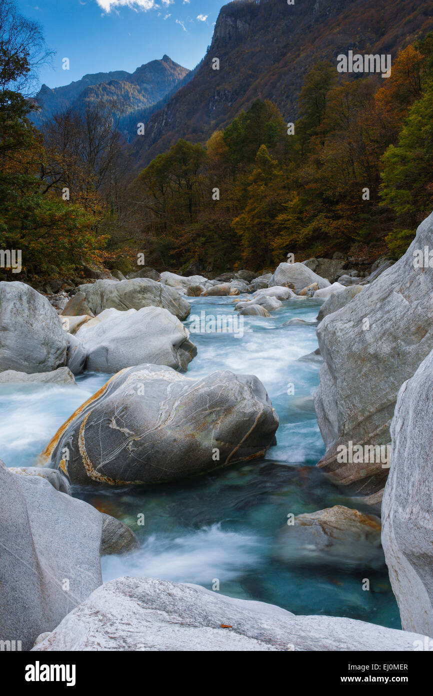 Water beech tree hi-res stock photography and images - Alamy