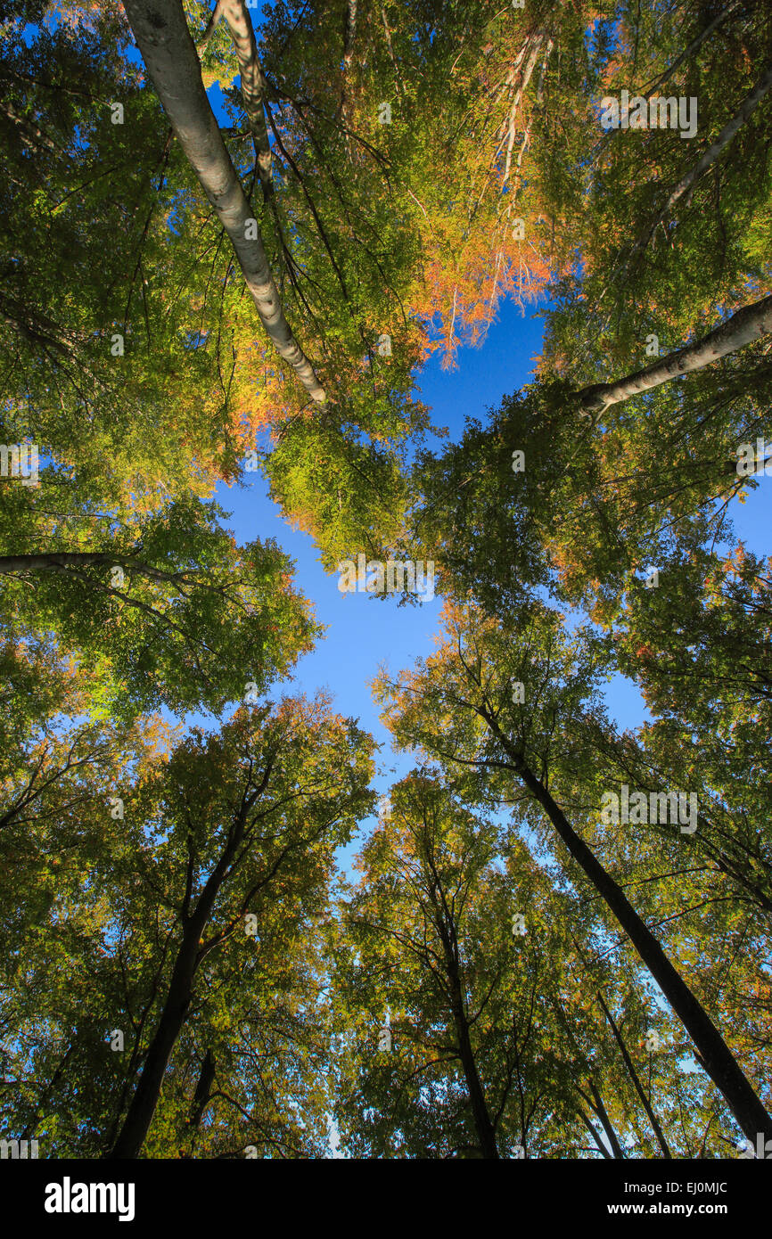 Tree, trunk, leaf, leaves, beech, beech forest, trees, autumn, sky ...
