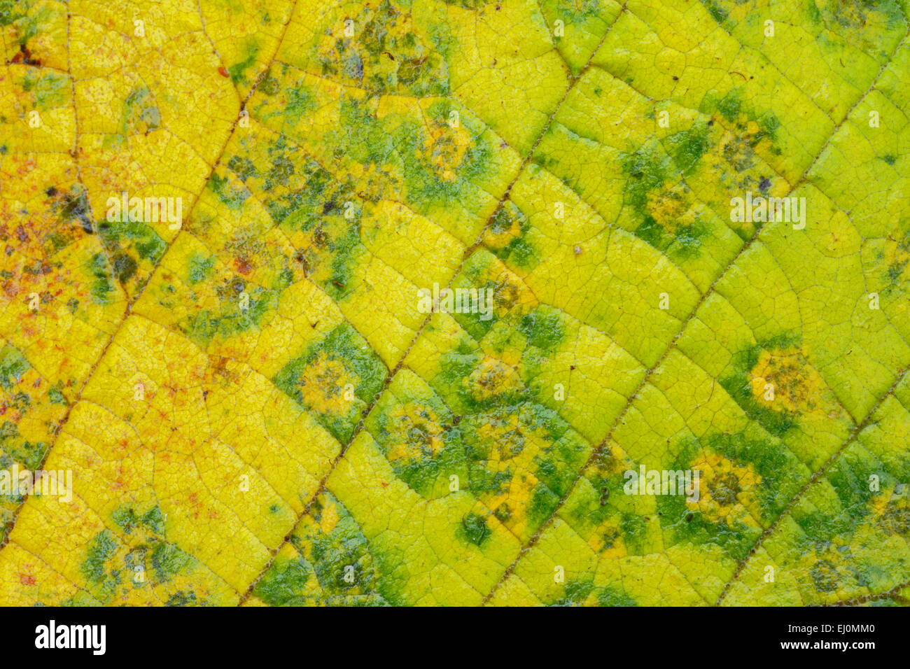 Hazel structure hi-res stock photography and images - Alamy