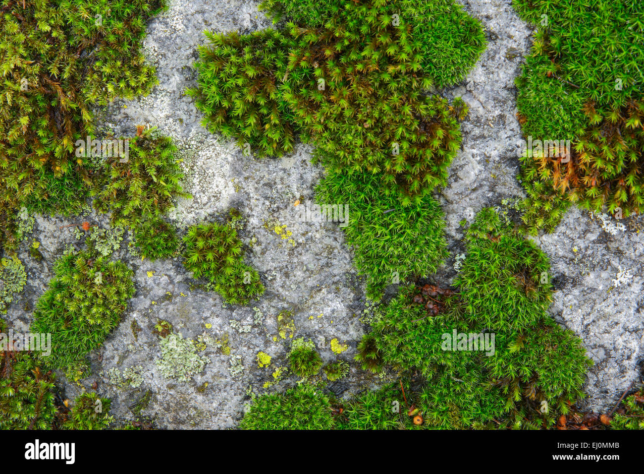 Womens hair moss hi-res stock photography and images - Alamy