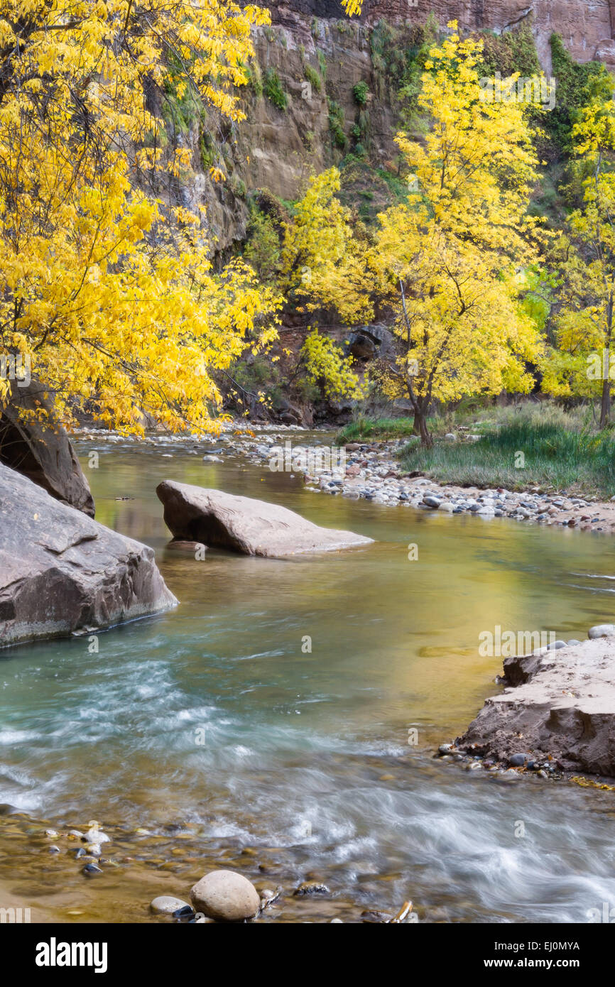 autumn in Zion NP. view of the Virgin river with colorful changing ...