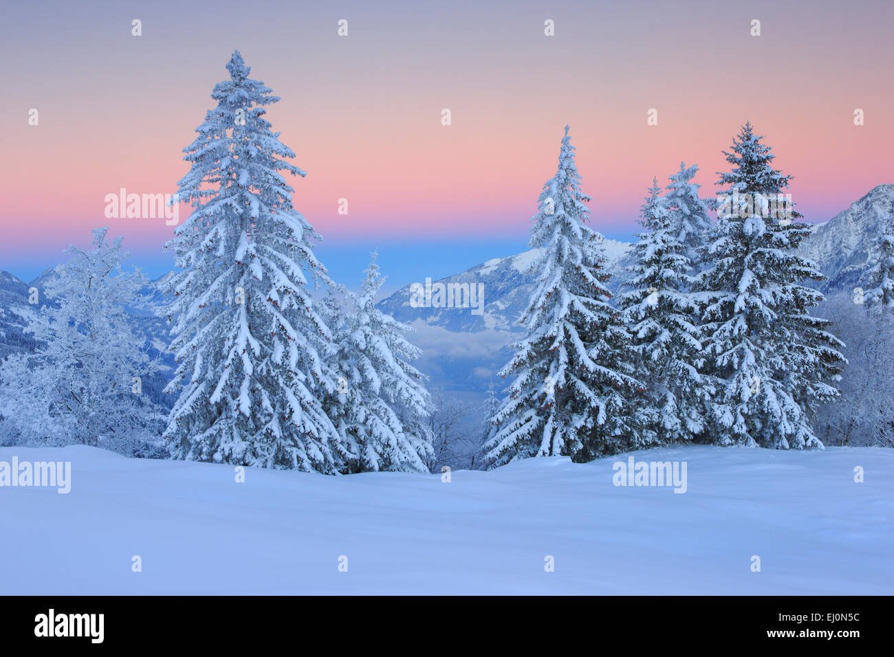 Alps, view, tree, mountain, mountain panorama, mountains, massif, trees ...