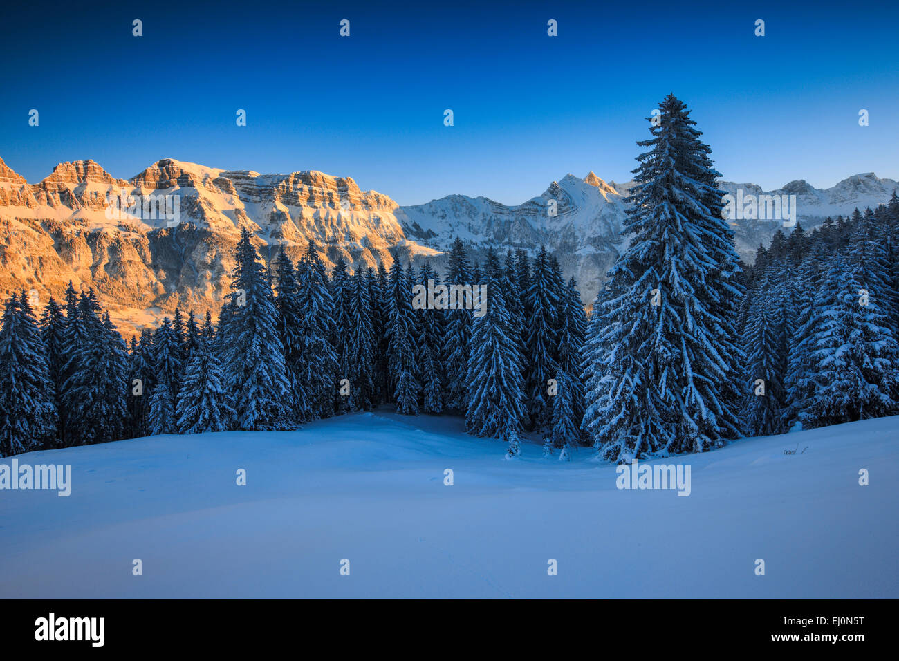 Alps, Alviergruppe, Alvier range, view, tree, mountain, mountain ...