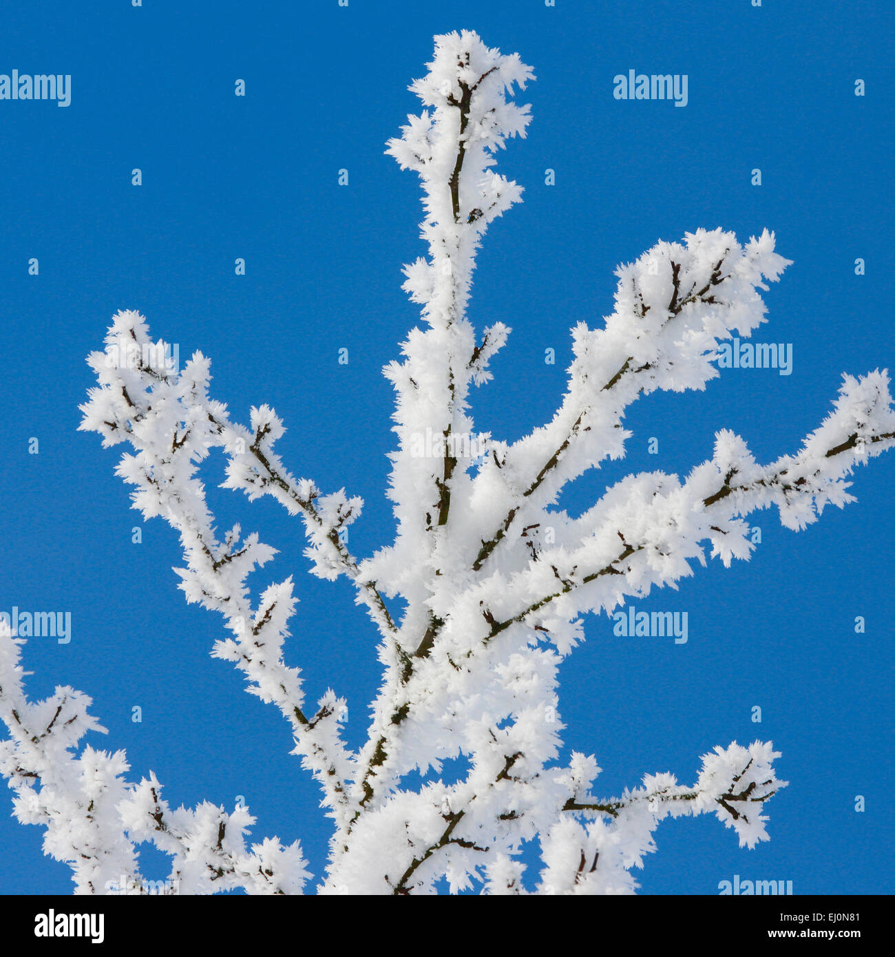 Branch, Knot, detail, ice, frost flowers, frost, cold, lines, macro ...
