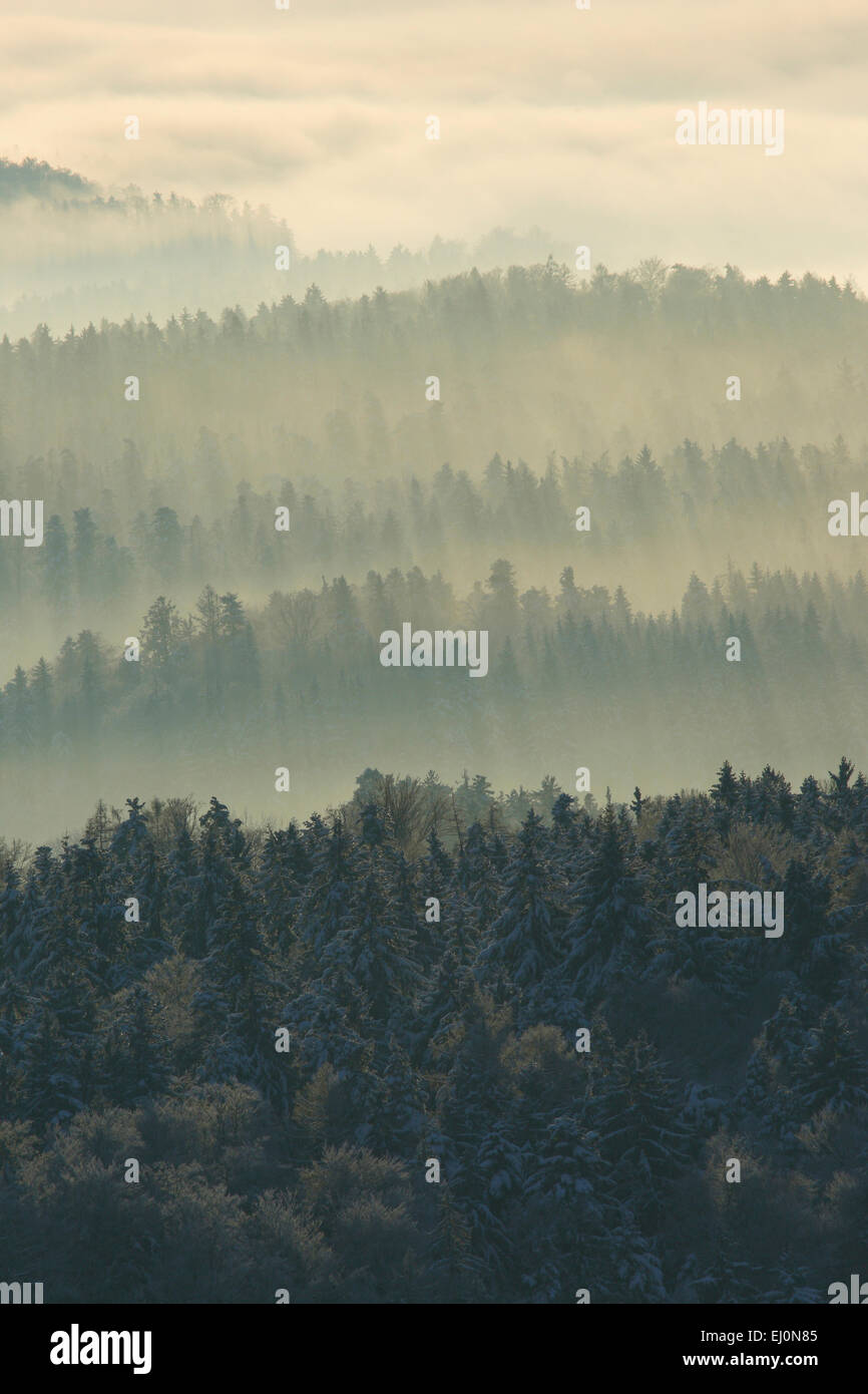 Tree, trees, pines, cold, midland, conifer, coniferous forest, nature ...