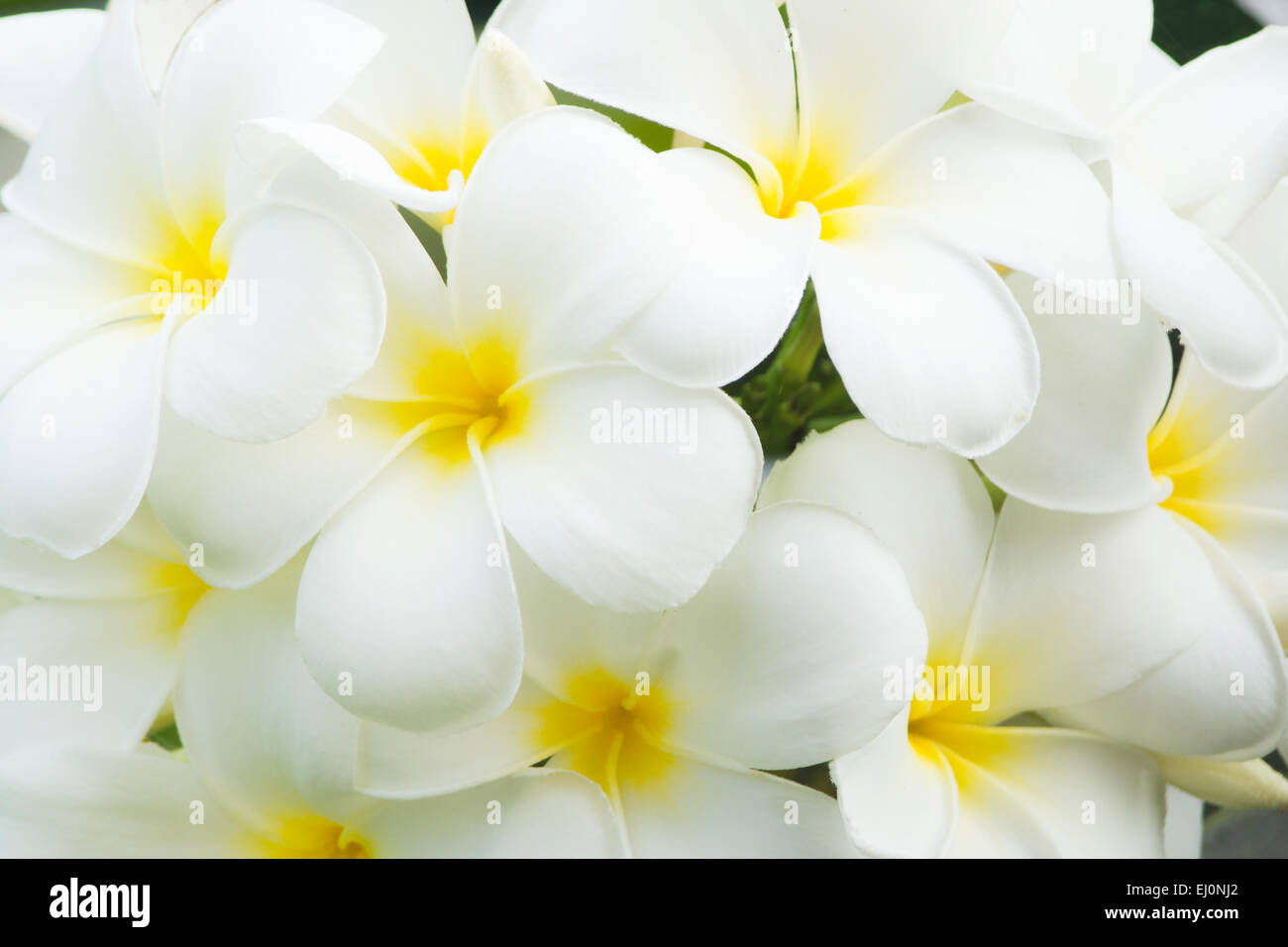 Frangipani plumeria tropical flowers hi-res stock photography and ...