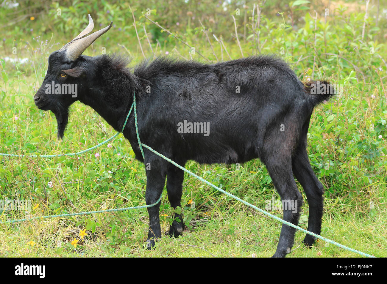 Farmers pet hi-res stock photography and images - Alamy