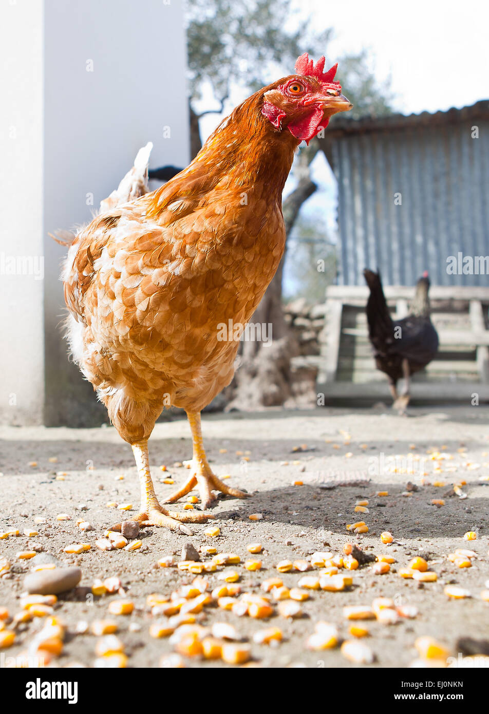 Domestic hen hi-res stock photography and images - Alamy