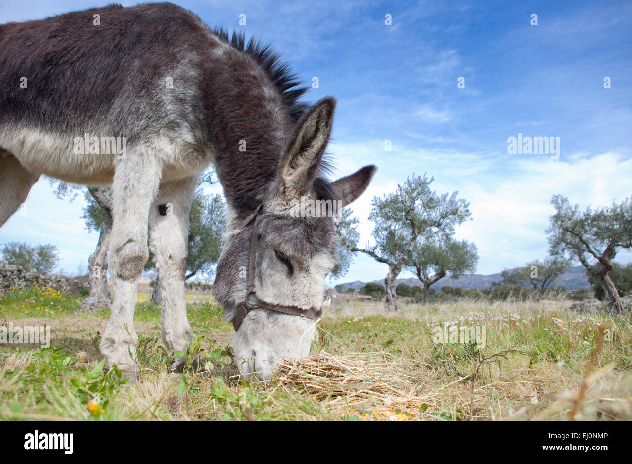 Funny small spanish grey donkey grazing on the grass Stock Photo - Alamy