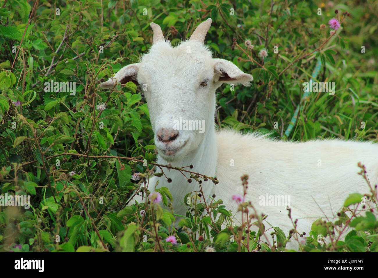 A goat in a farmers pasture in Cotacachi, Ecuador Stock Photo - Alamy