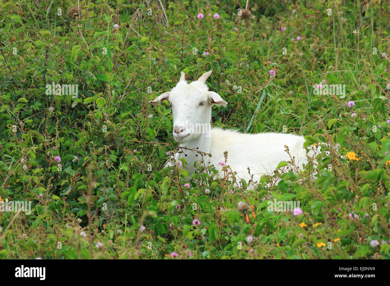 Goat animal mammal hi-res stock photography and images - Alamy