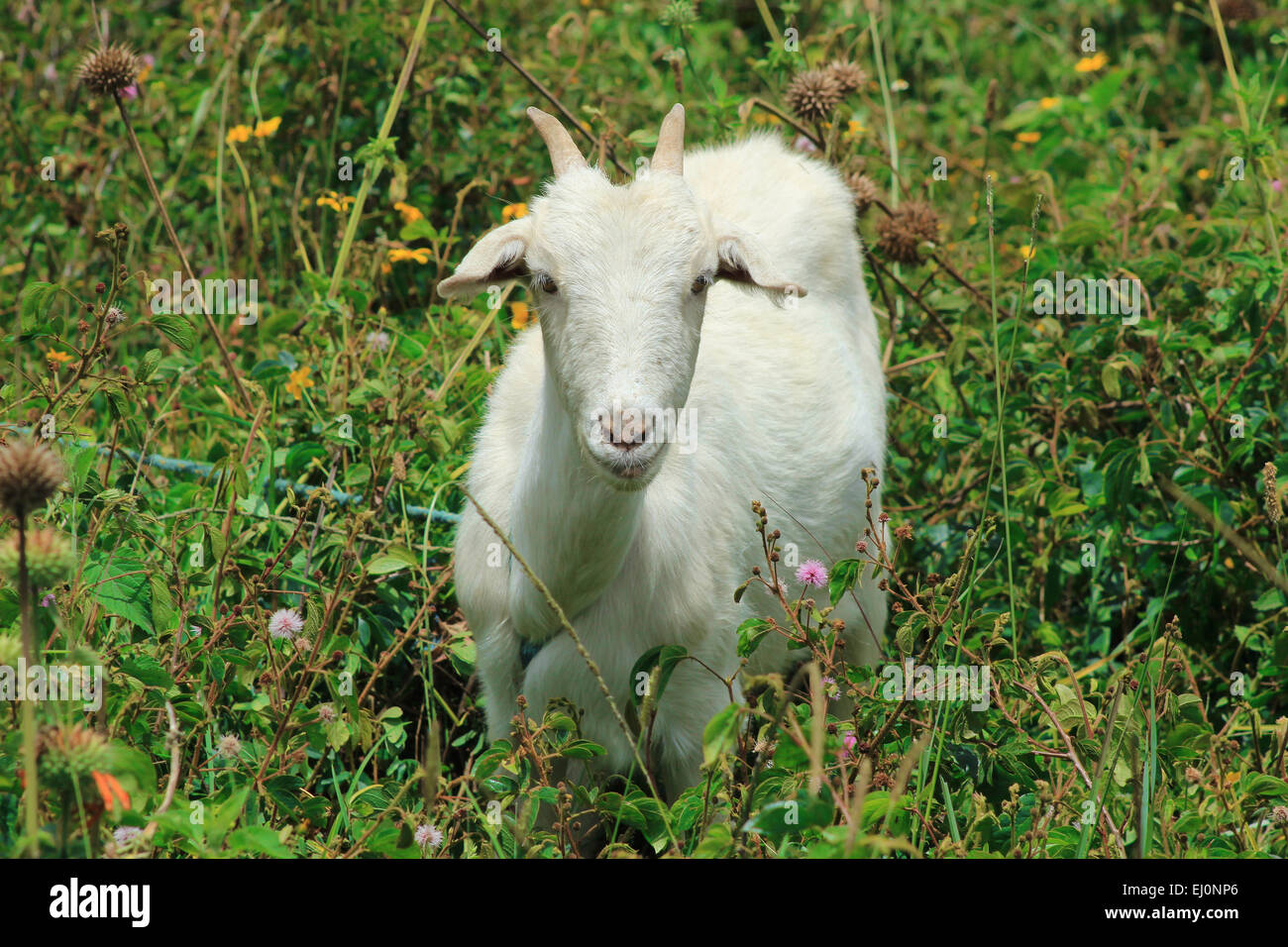 A goat in a farmers pasture in Cotacachi, Ecuador Stock Photo - Alamy