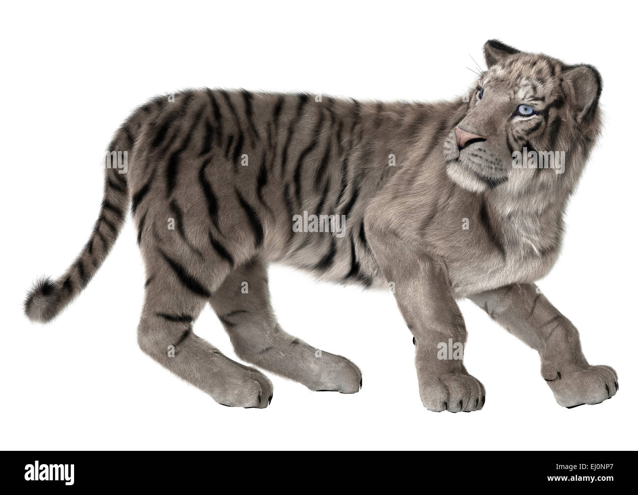 3D digital render of a white tiger turning back and looking around ...