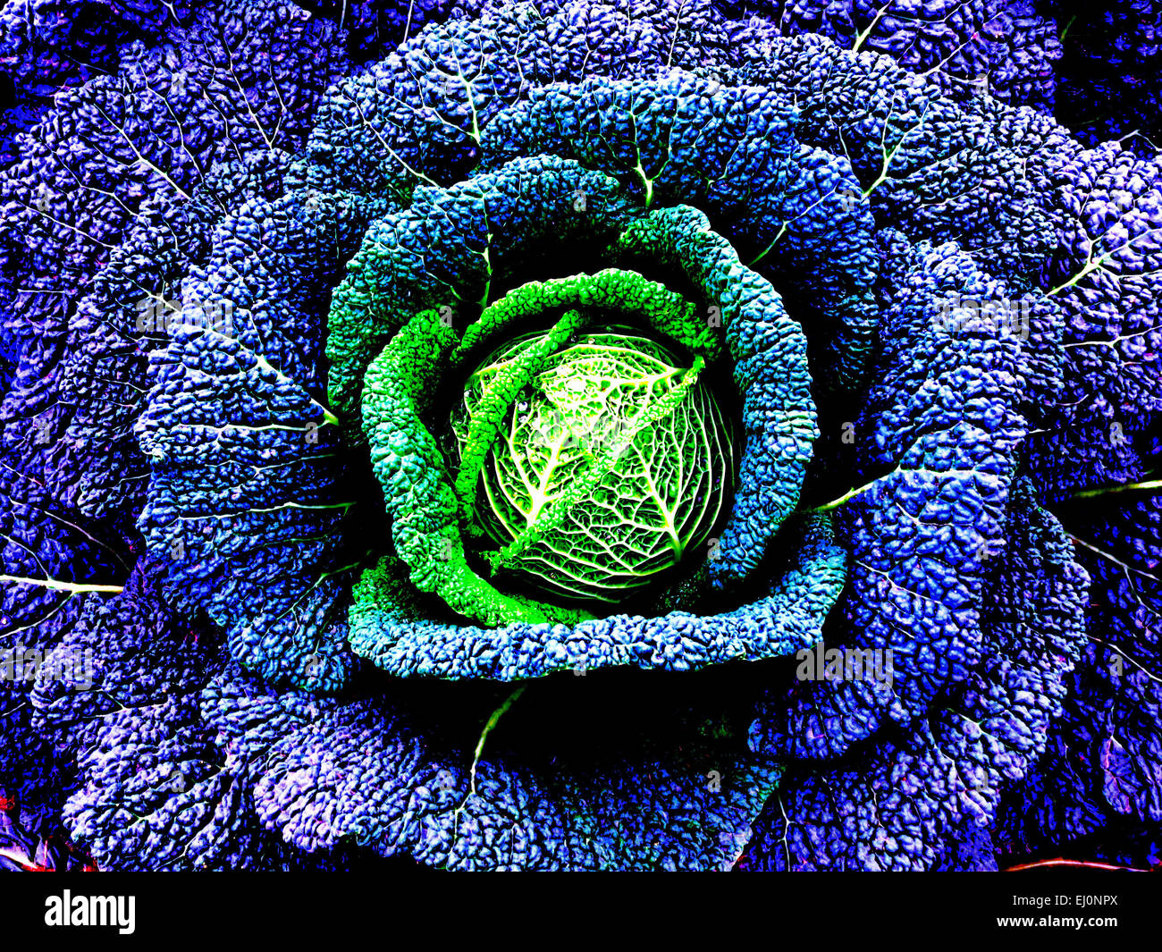 Vegetables, green, concepts, symbol, abstract, cabbage, savoy cabbage ...