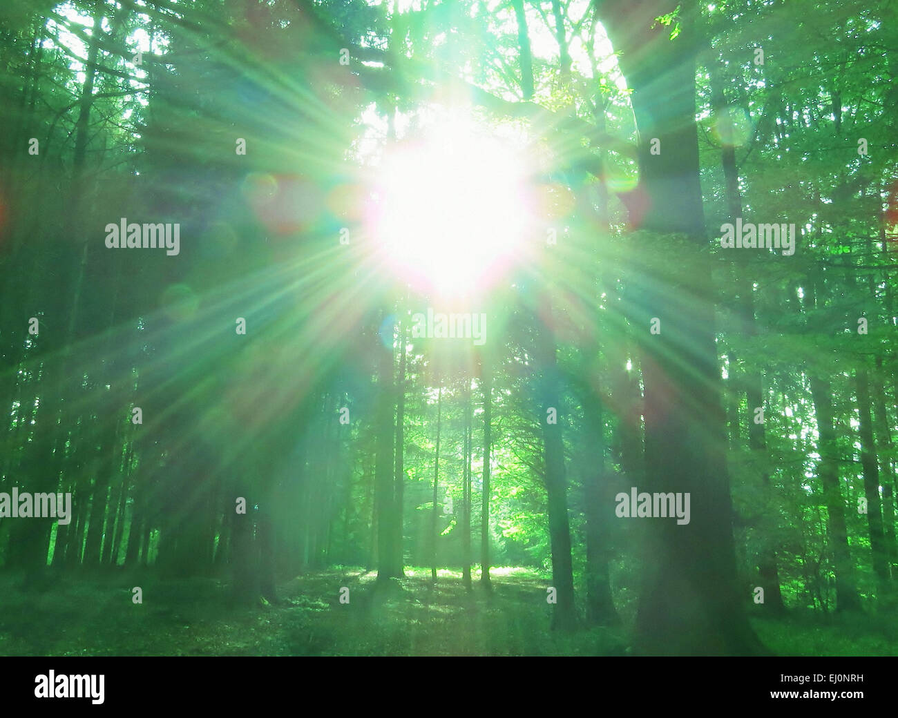 concepts, symbol, abstract, wood, forest, inside, sun, Germany Stock ...