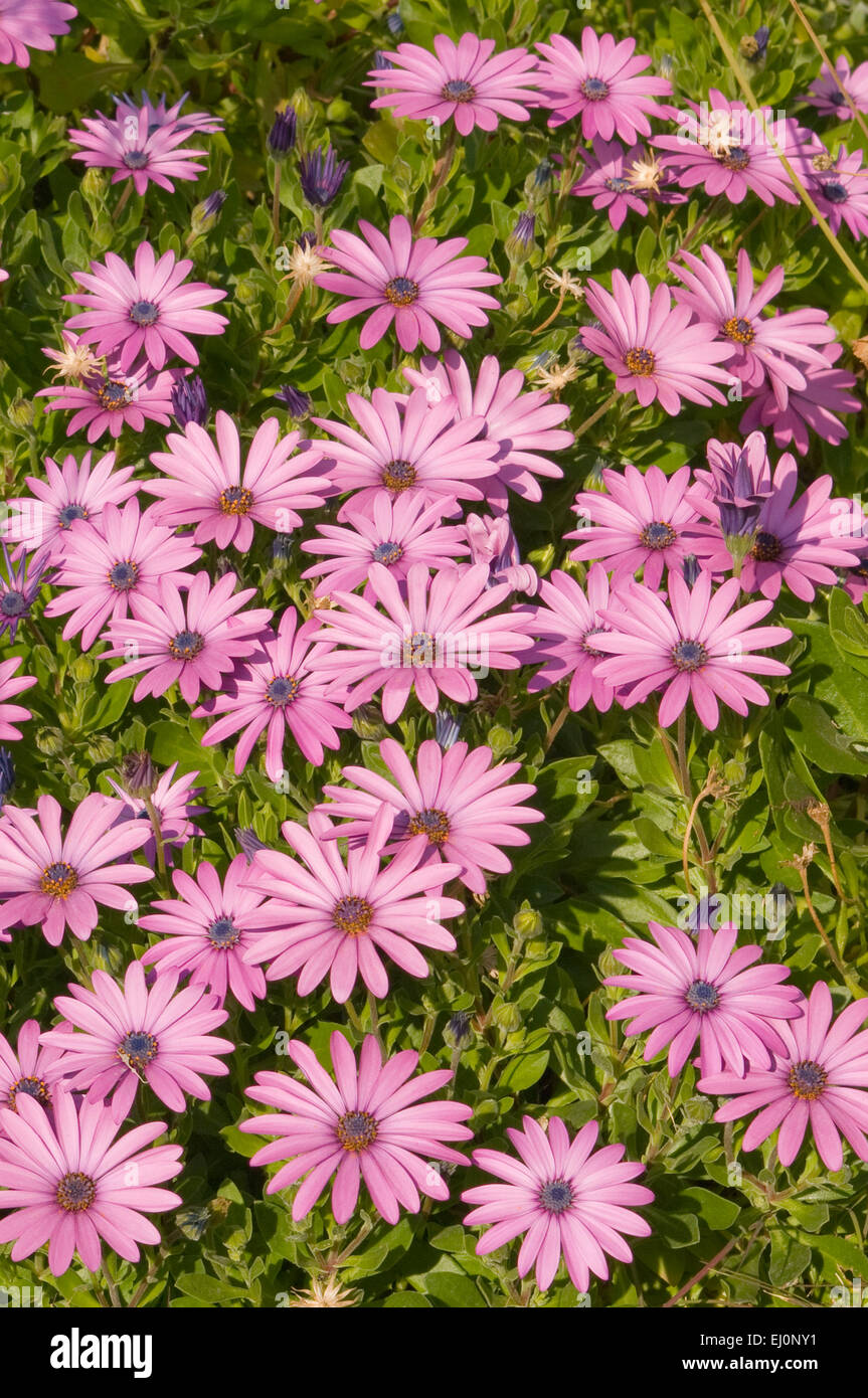 Violet Latin Name Osteospermum Common Name African Daisy Stock Photo ...