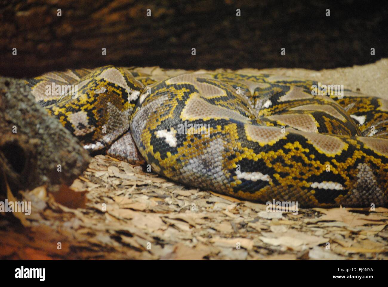Emperor Snake High Resolution Stock Photography and Images - Alamy