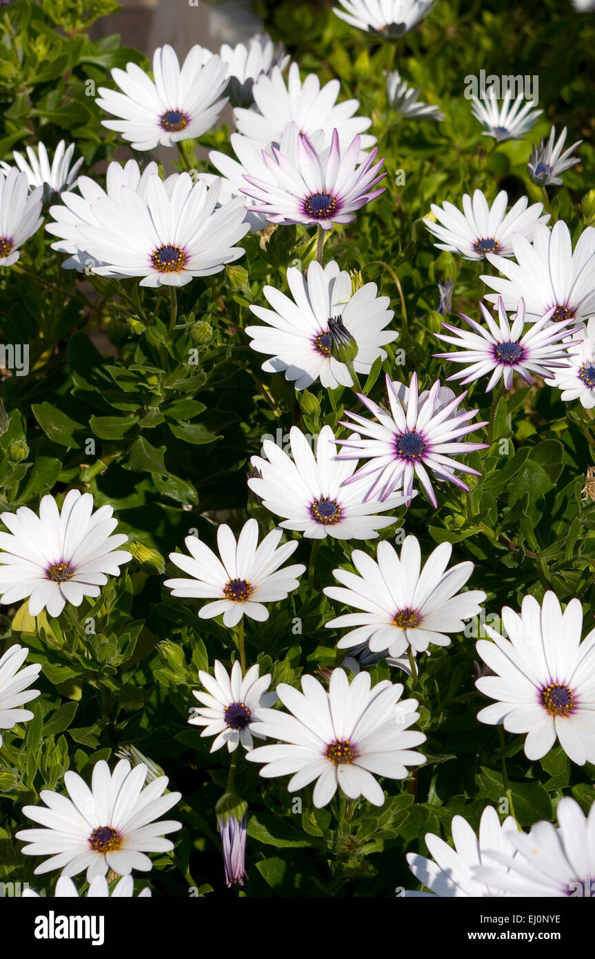 White Latin Name Osteospermum Common Name African Daisy Stock Photo - Alamy