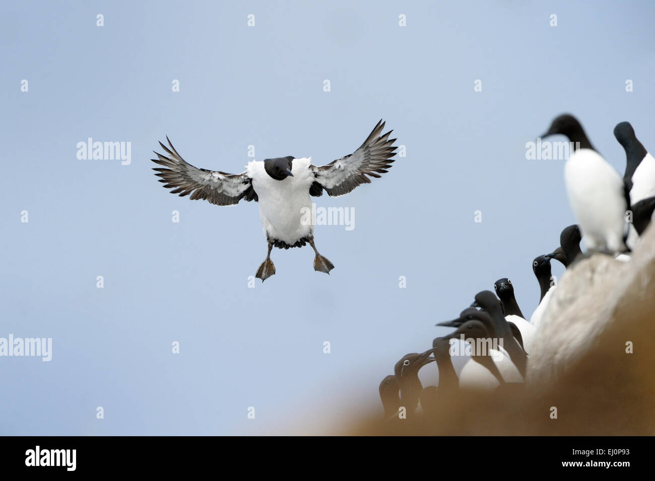 Guillemot (Uria aalge) in flight, landing on the cliff with group of ...