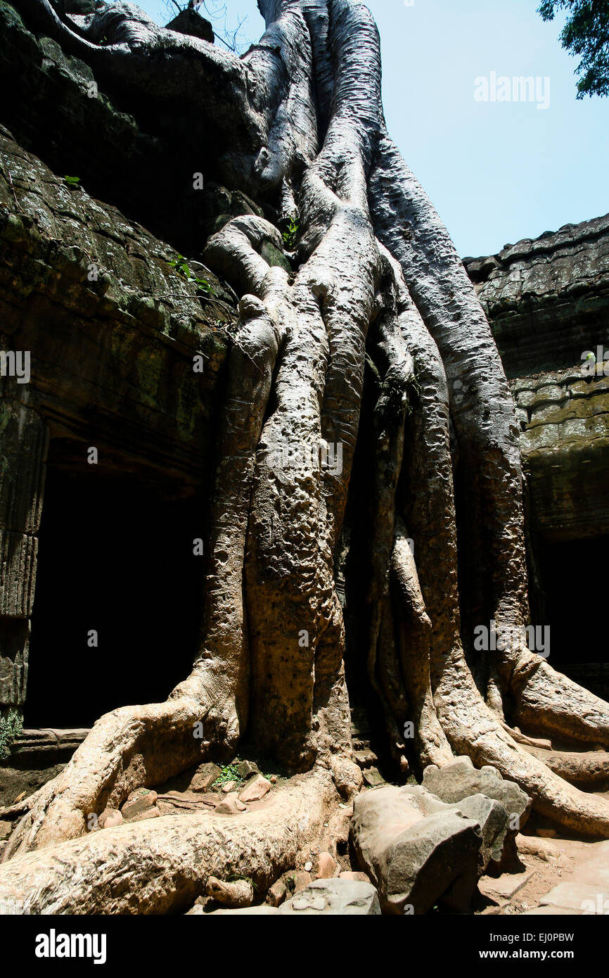 SIEM REAP, CAMBODIA Tree growing through building in Angkor Wat Stock ...