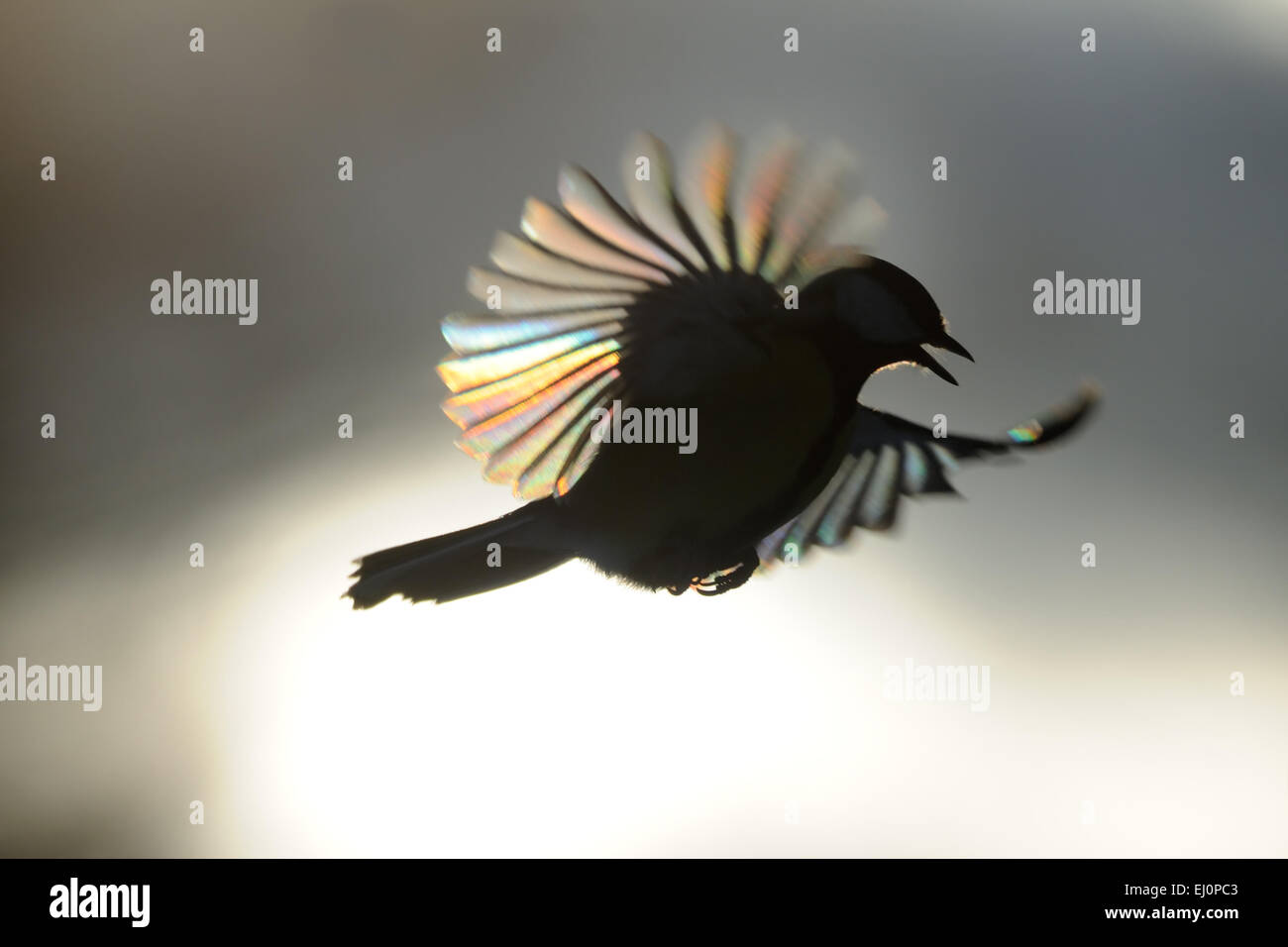 Flying natural firebird Stock Photo - Alamy