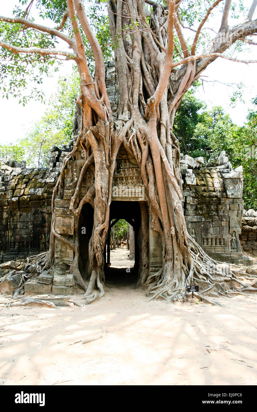 SIEM REAP, CAMBODIA Tree growing around doorway and through building in ...