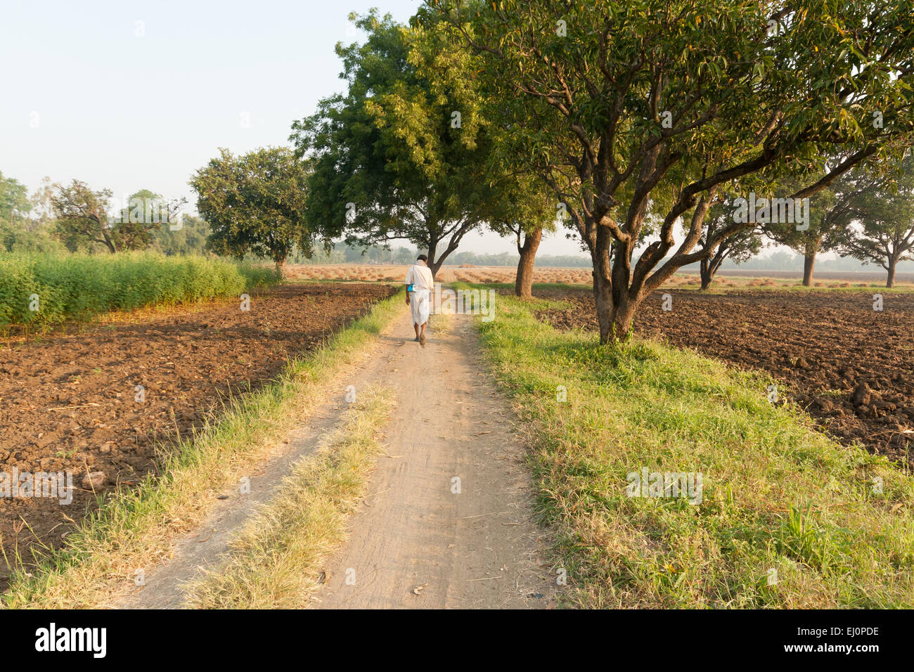 Indian farmer having walk in the field Stock Photo - Alamy