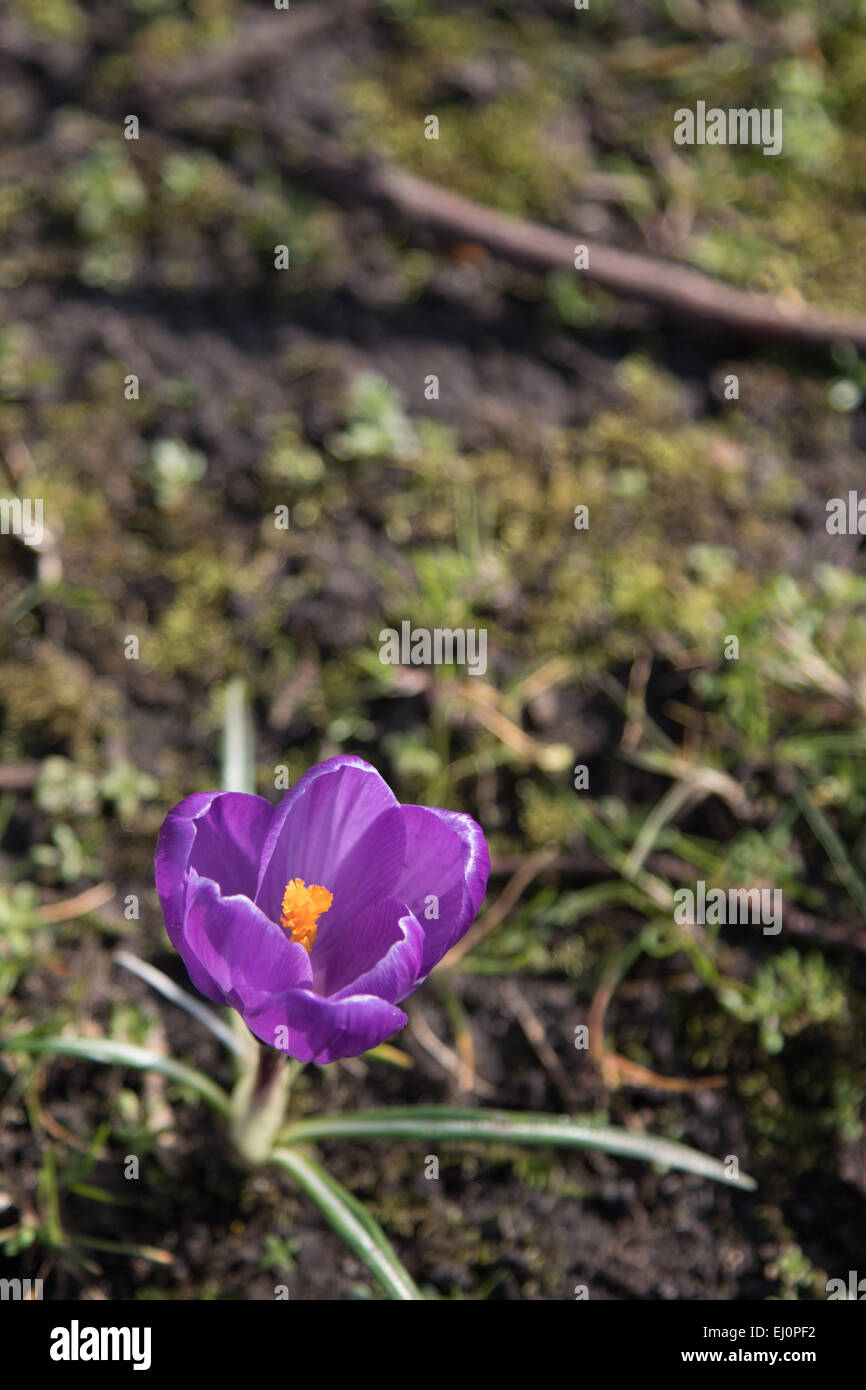 Crocus growing Wild Stock Photo - Alamy