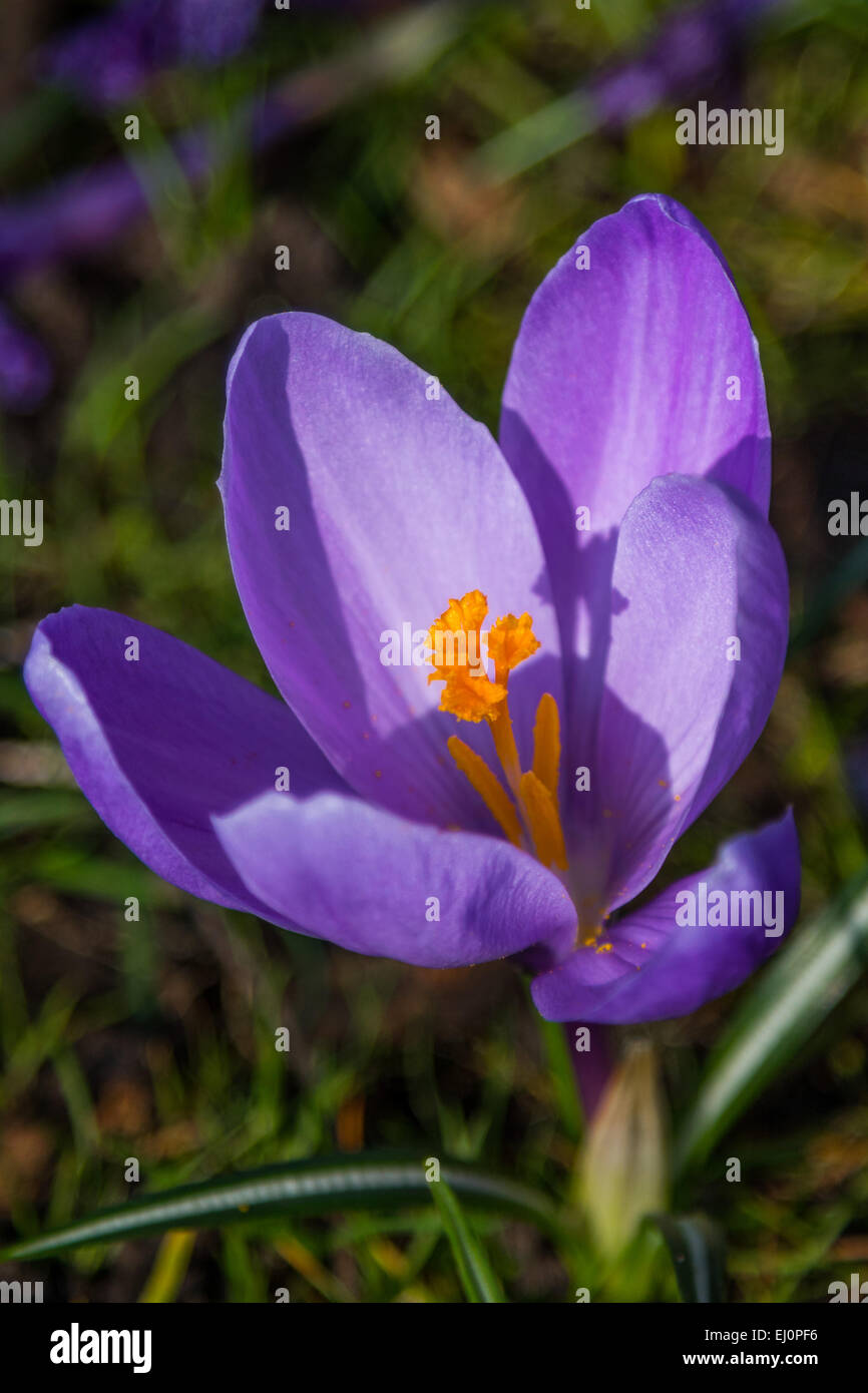 Crocus growing Wild Stock Photo - Alamy