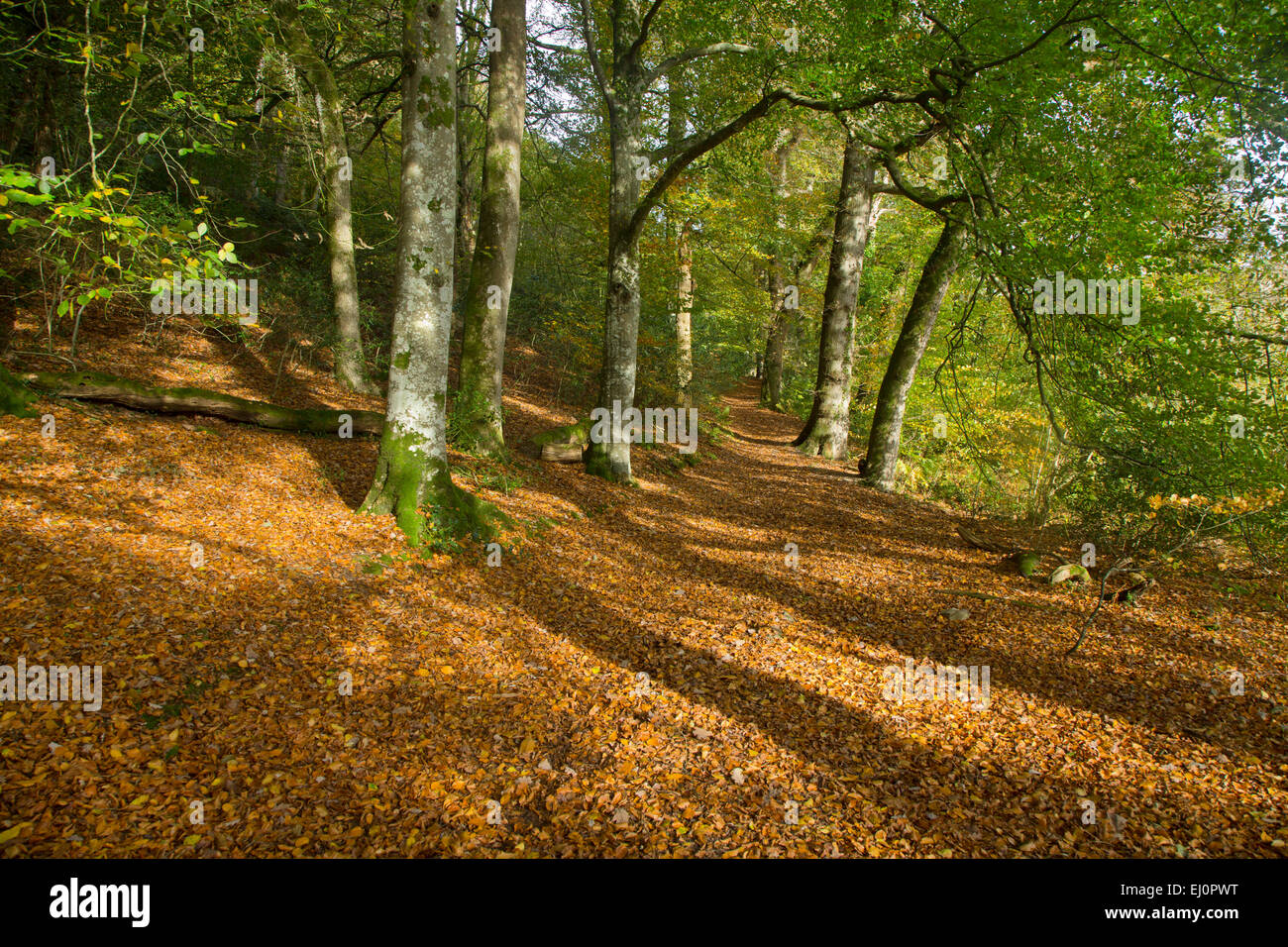 Chapel Wood, Spreacombe, North Devon, England, autumn, leaves, trees ...