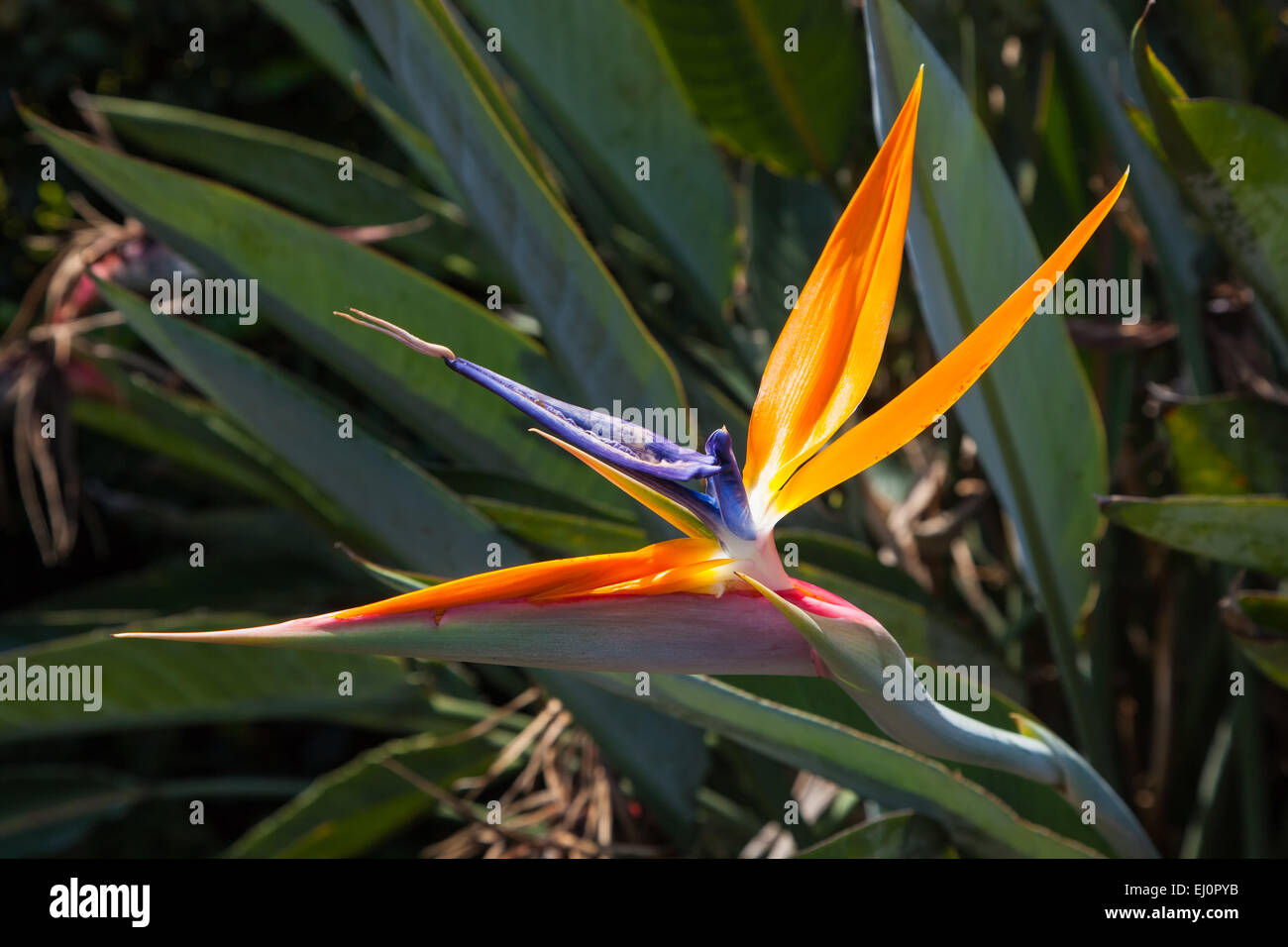 Africa, flowers, blossoms, Marangu, plants, travel, Tanzania, East ...