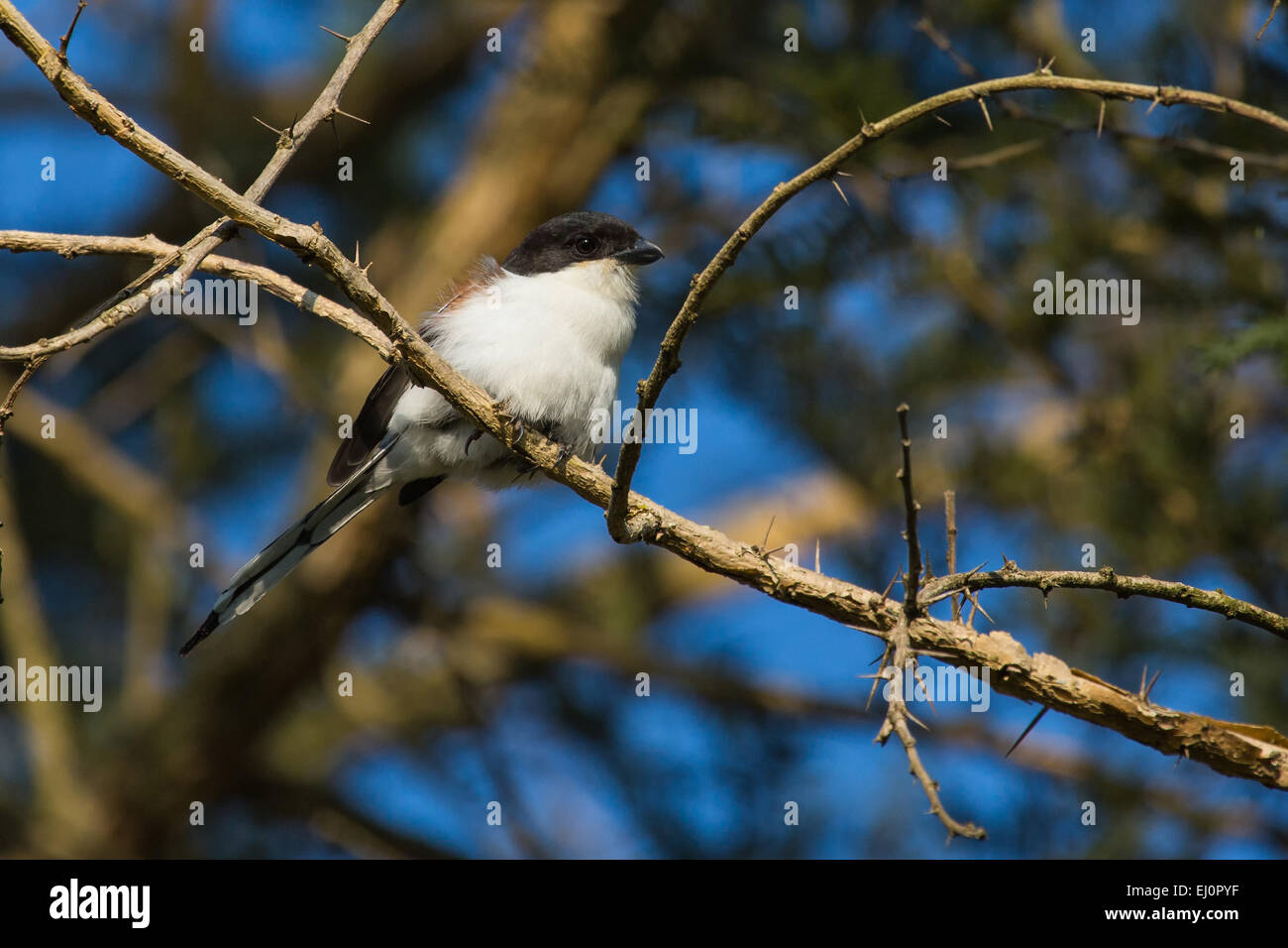 Africa, long-tailed fiscal, lanius cabanisi, Lodge, travel, Tanzania ...