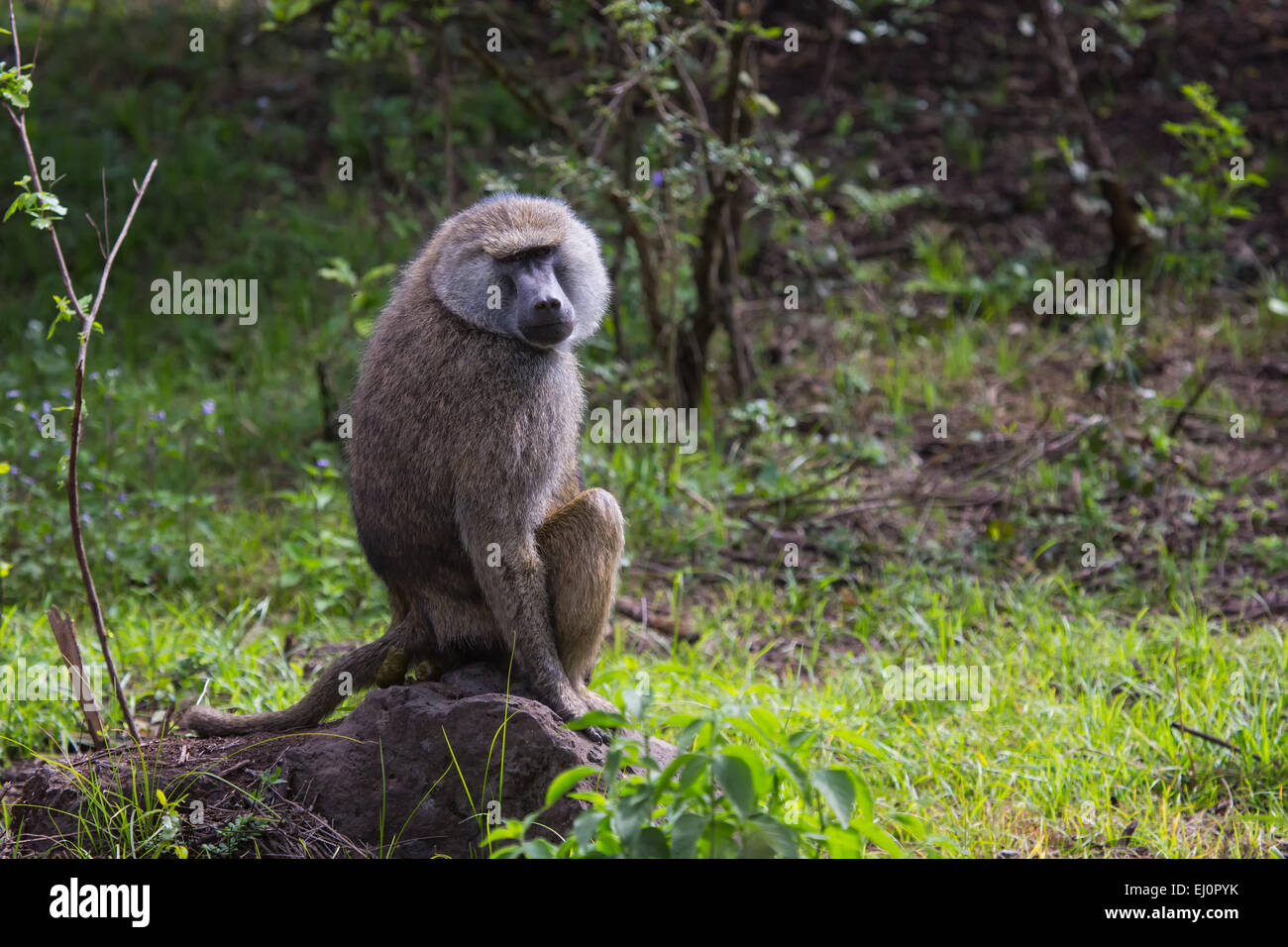 Monkeys, Africa, Arusha, national park, baboons, monkeys, primates ...