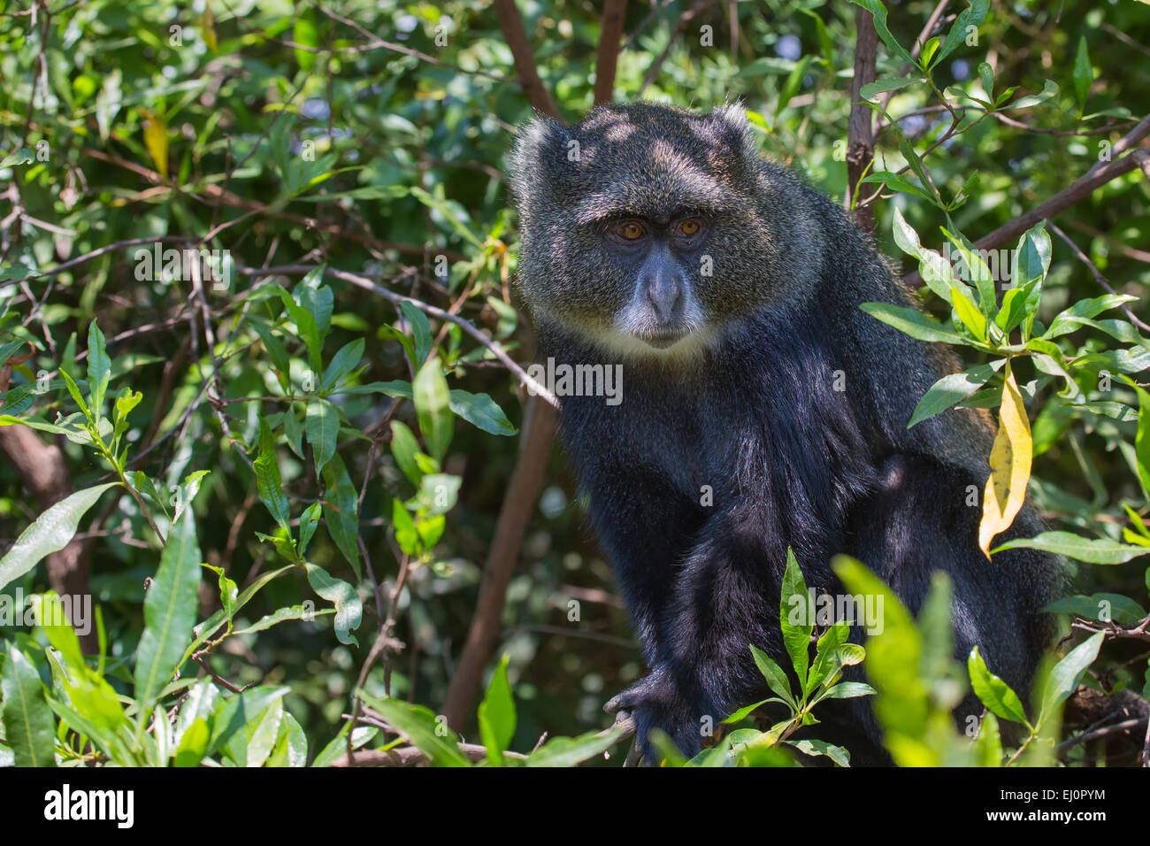Monkeys, Africa, Arusha, national park, guenon, monkey, primates ...