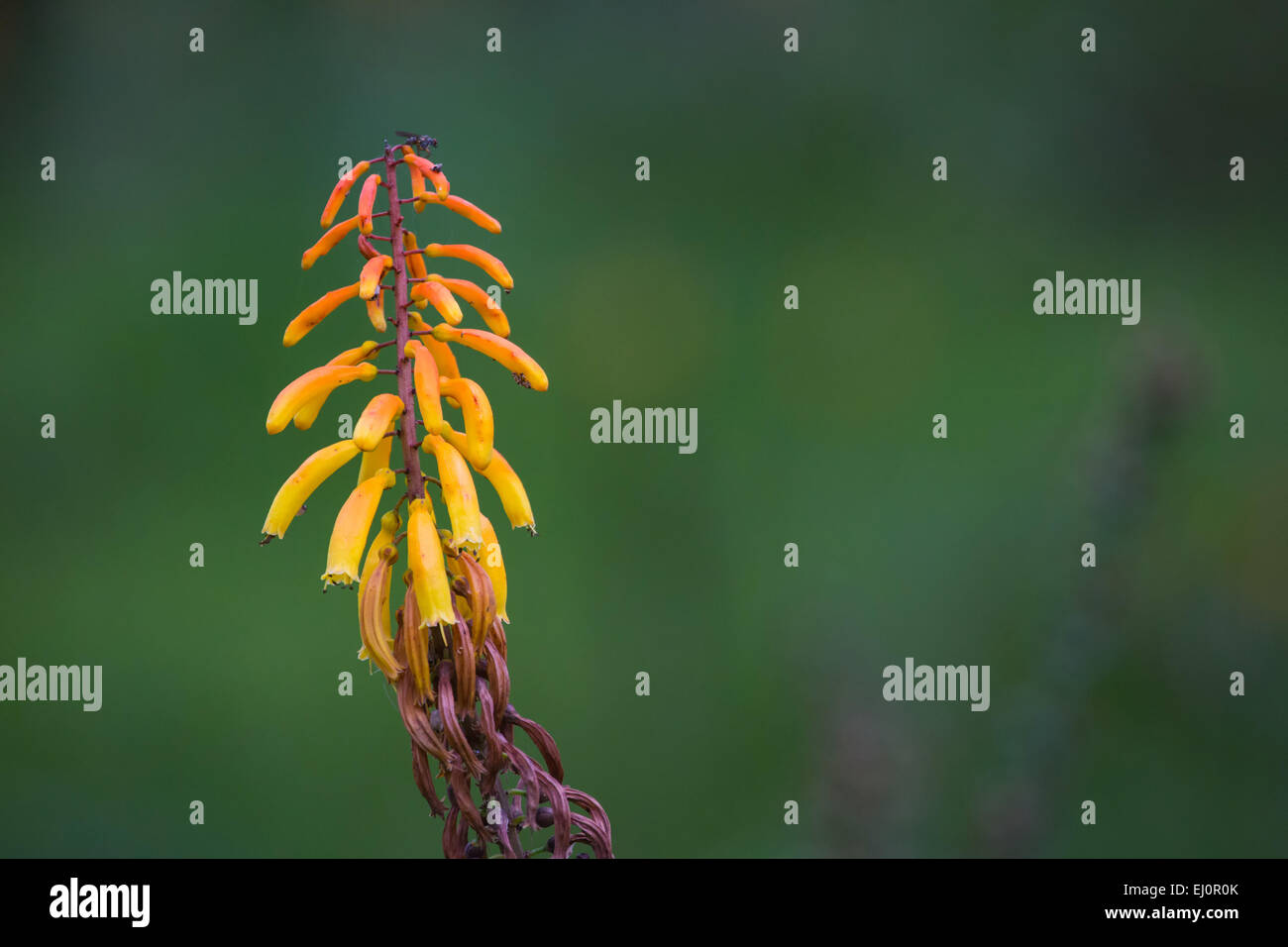 Africa, Arusha, national park, flowers, blossoms, plants, travel ...