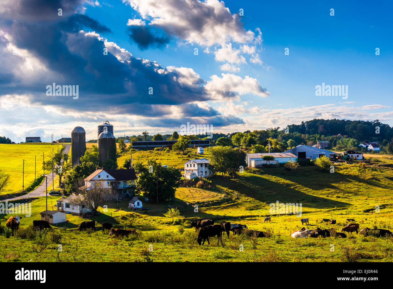View of cows on a farm in the rolling hills of rural York County ...