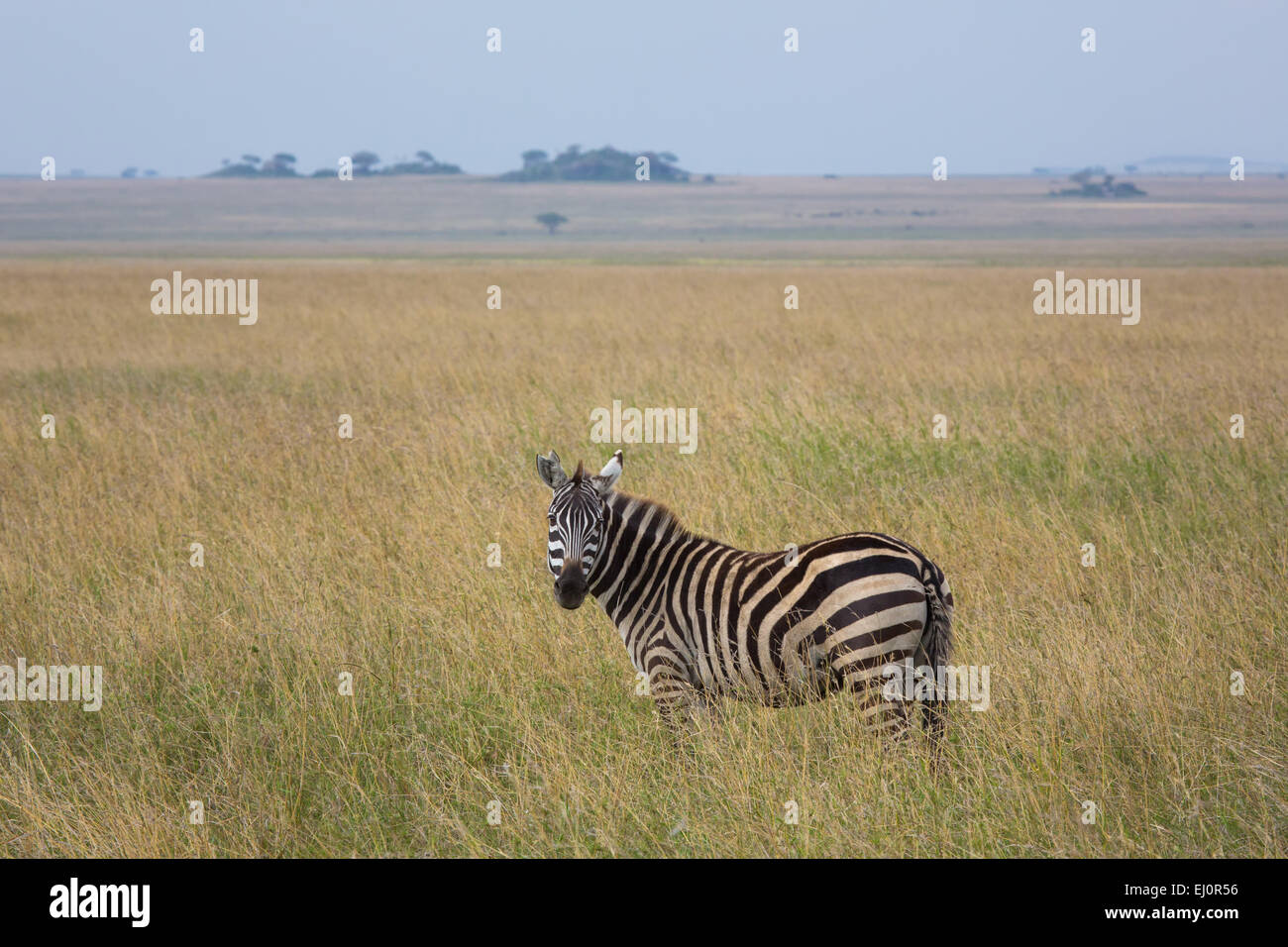 Tanzania mammals hi-res stock photography and images - Alamy
