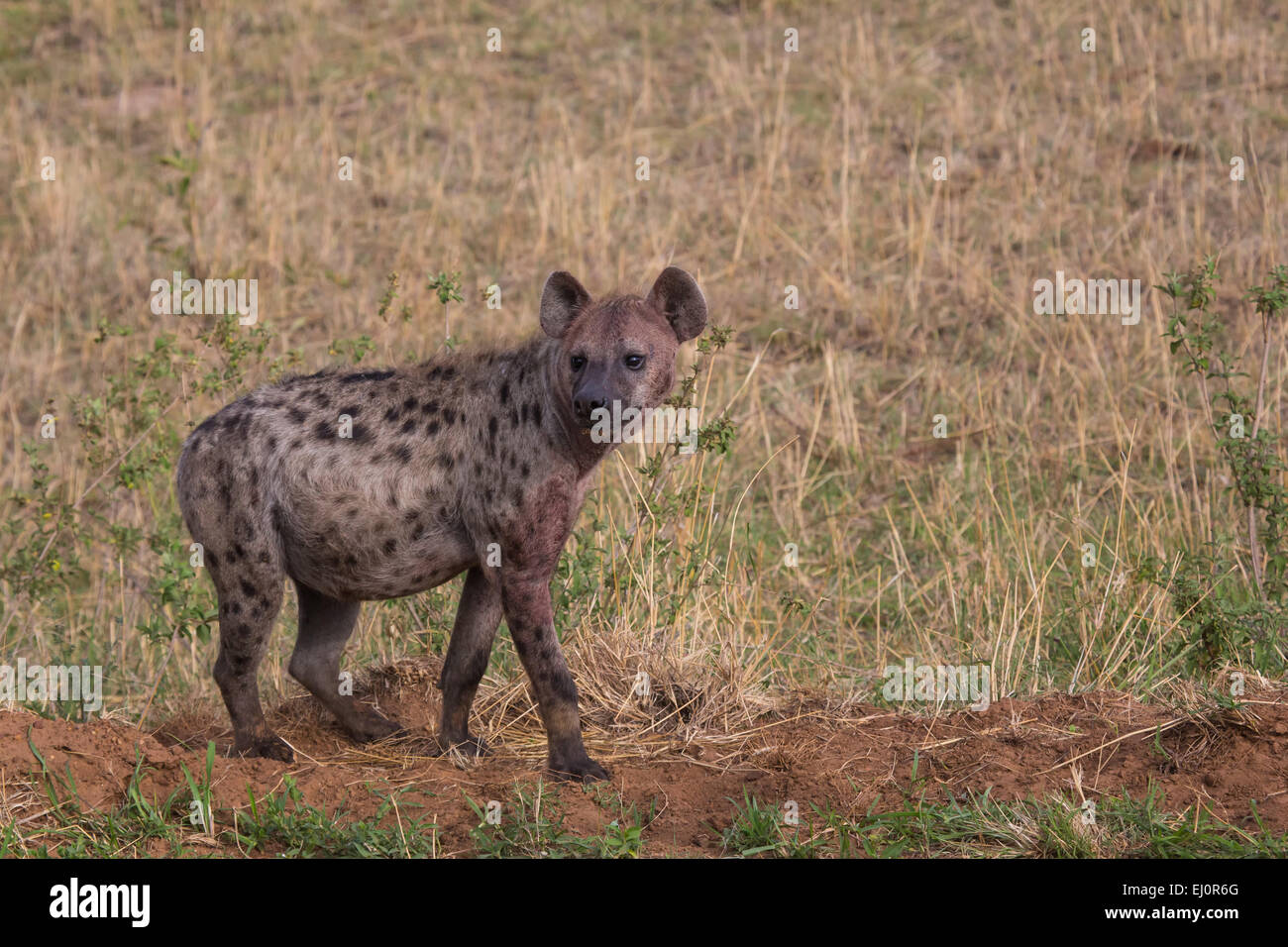 Parahyaena hi-res stock photography and images - Alamy