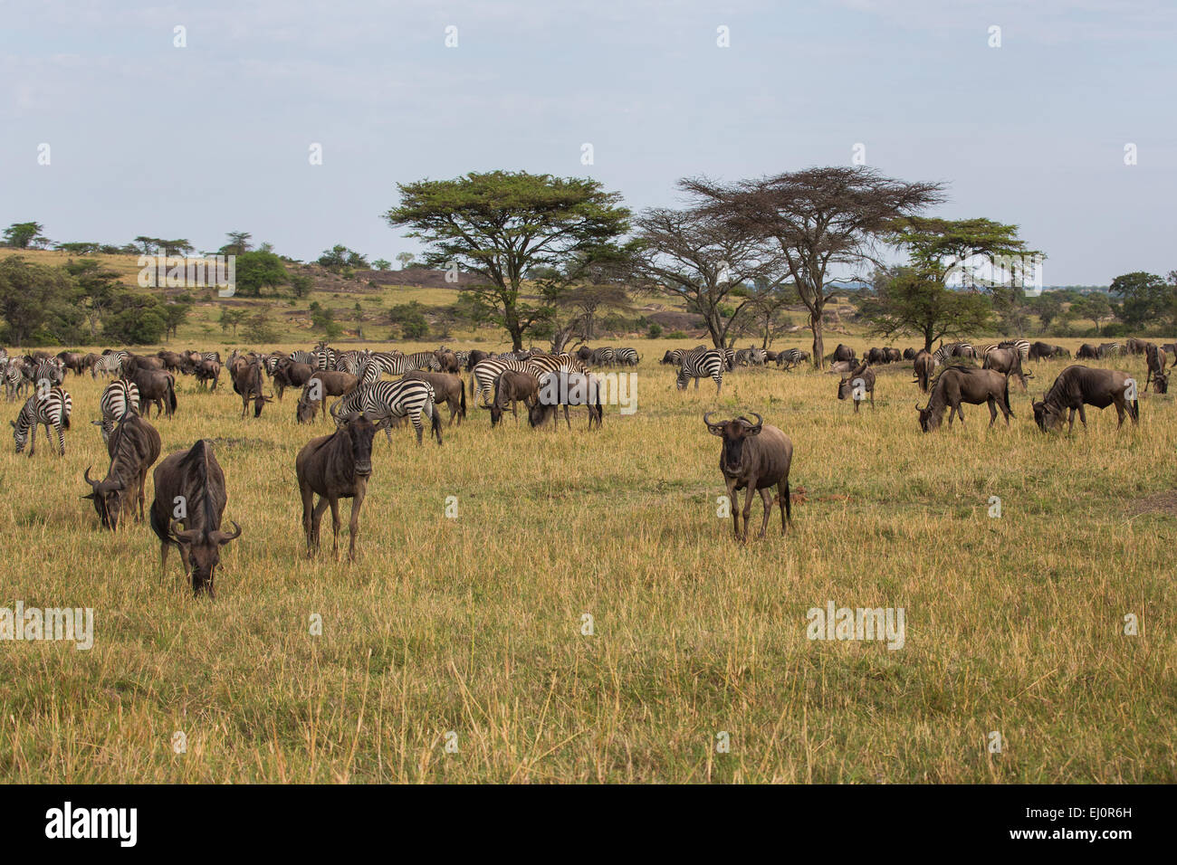 Savanna africa zebra wildebeest hi-res stock photography and images - Alamy