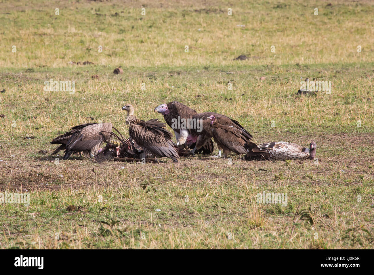 Africa, vulture, grab birds, nubian vulture, torgos tracheliotus ...