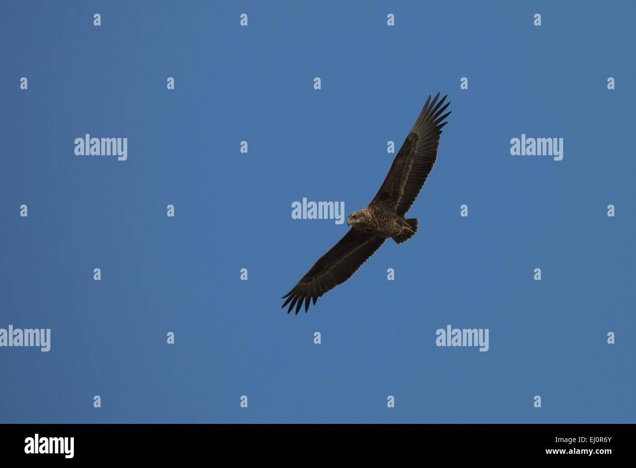 Africa, grab birds, travel, savanna, Serengeti, Tanzania, East Africa ...